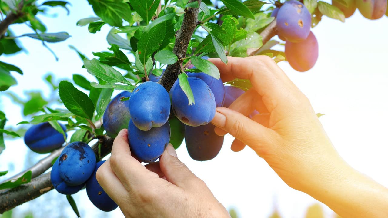 Plum Tree Live Plant Grafted 2 to 3 Ft Tall for Planting, Beauty Plum Plant Live, Cannot Ship to TX, FL, AZ, CA