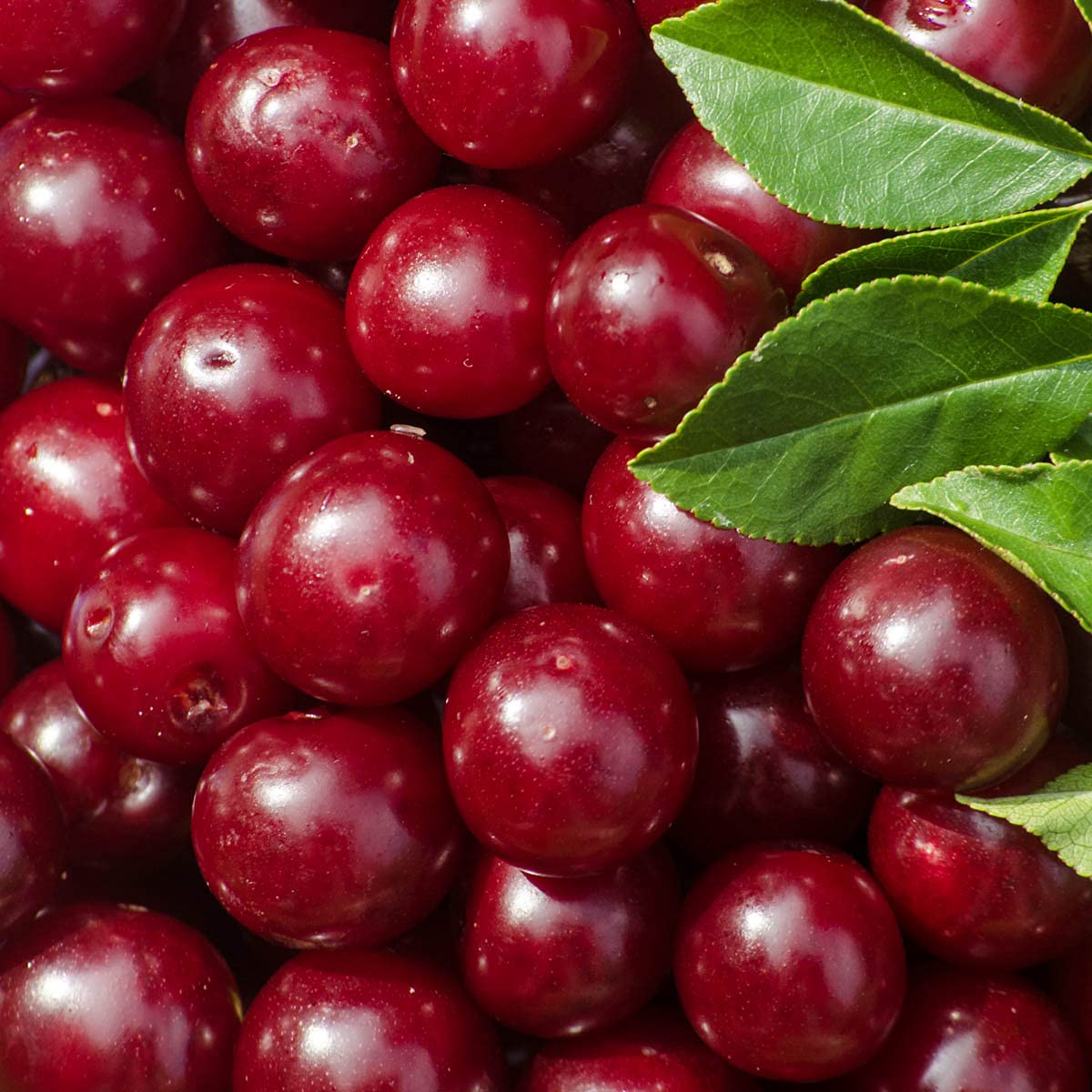 Romeo Cold Hardy Dwarf Bush Cherry Tree - Grown in a 4" pot - Due to regulations Can't Ship to CA, CO, ID, OR, or WA