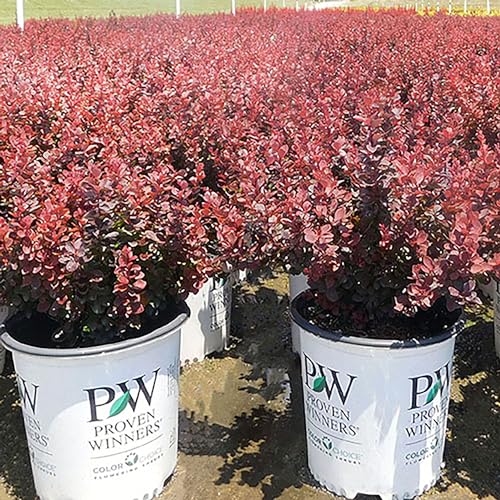 Proven Winner Sunjoy Mini Maroon Barberry, 2 Gal