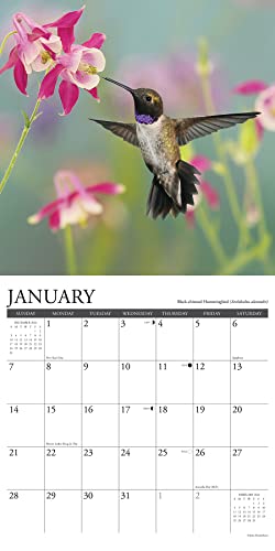 Willow Creek Press Hummingbirds Monthly 2024 Wall Calendar (12" x 12")