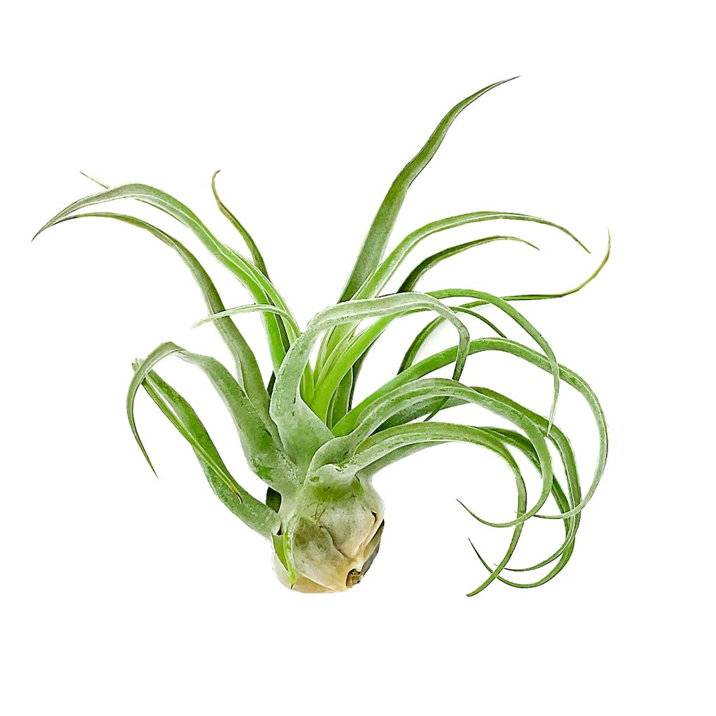 ragnaroc Live Air Plants - Tillandsia Streptophylla Jumbo â 1 count 5-9 inches â Ideal for gifts & presents, live indoor plants & live house-plants â live plants for home dĂ©cor, 30 Day Guarantee