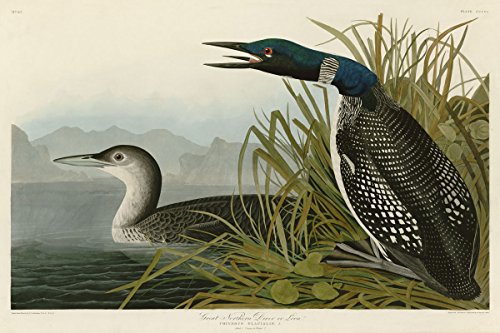 Picture Peddler Great Northern Diver or Loon by John James Audubon Animal Bird Wildlife Print Poster (Choose Size)