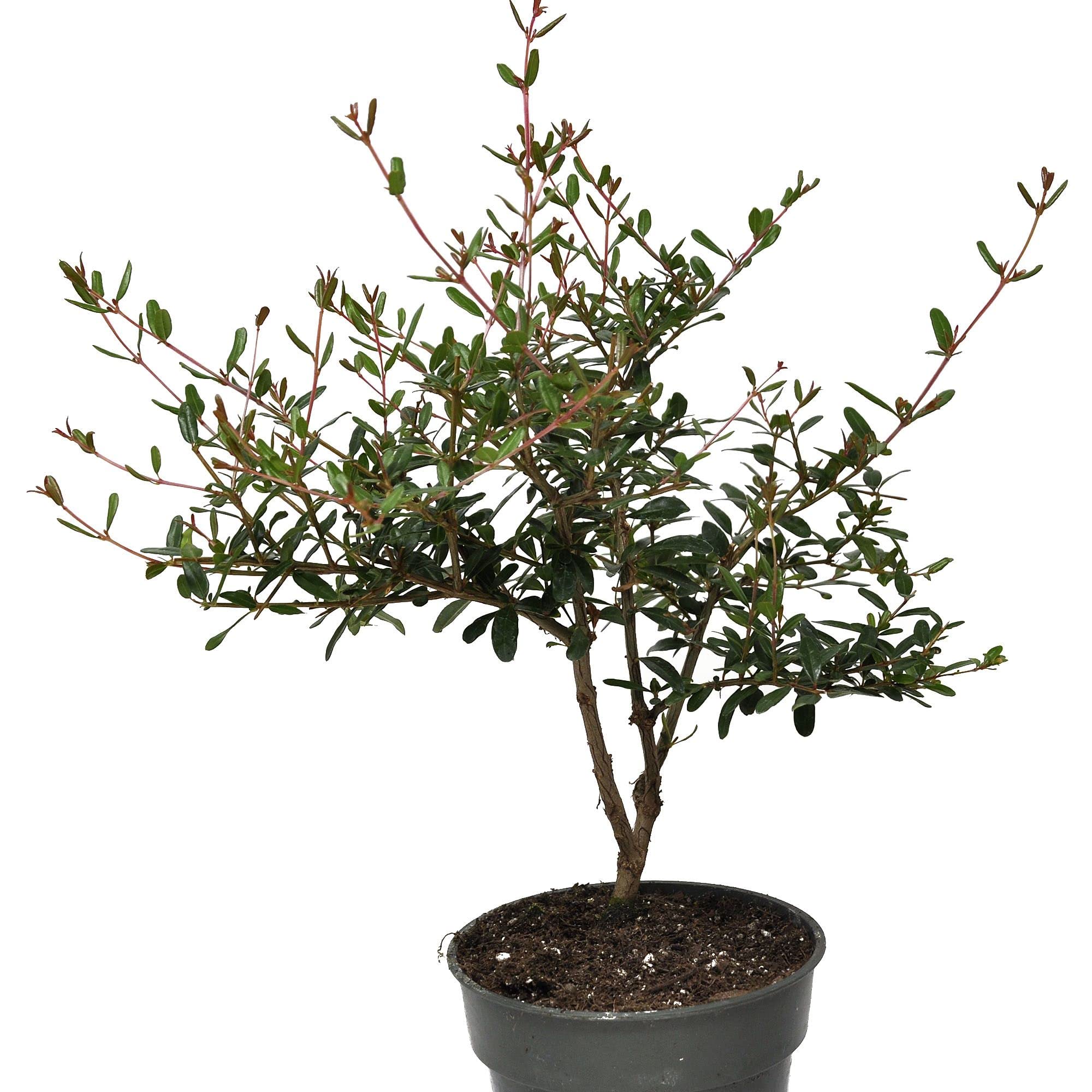 Punica granatum 'Nana', Dwarf Pomegranate, Carthaginian Apple, Dwarf Pomegranate Bonsai Tree, compact flowering tree, flowering and fruiting, ContainerSize: 3" (2.6x3.5")