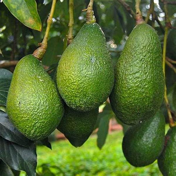 One Live Plant of HASS Avocado Tree - 1 to 2 Feet Tall - Grow Your Own Avocado - Grow Backyard Fruit Trees