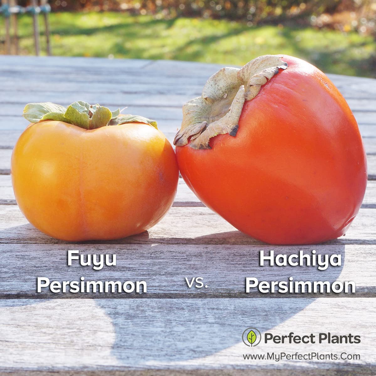 PERFECT PLANTS Hachiya Persimmon Tree 4-5 Feet | Live Outdoor Plant for Sweet Fruits | Tropical & Exotic Fruit Trees | Fast Growing Tree with Beautiful Fall Colors