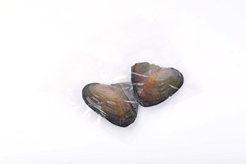 SEASAN Quadruplet Oyster Pearls Freshwater Cultured Oysters with 4 Pearls Inside 10 PC (7-8mm)