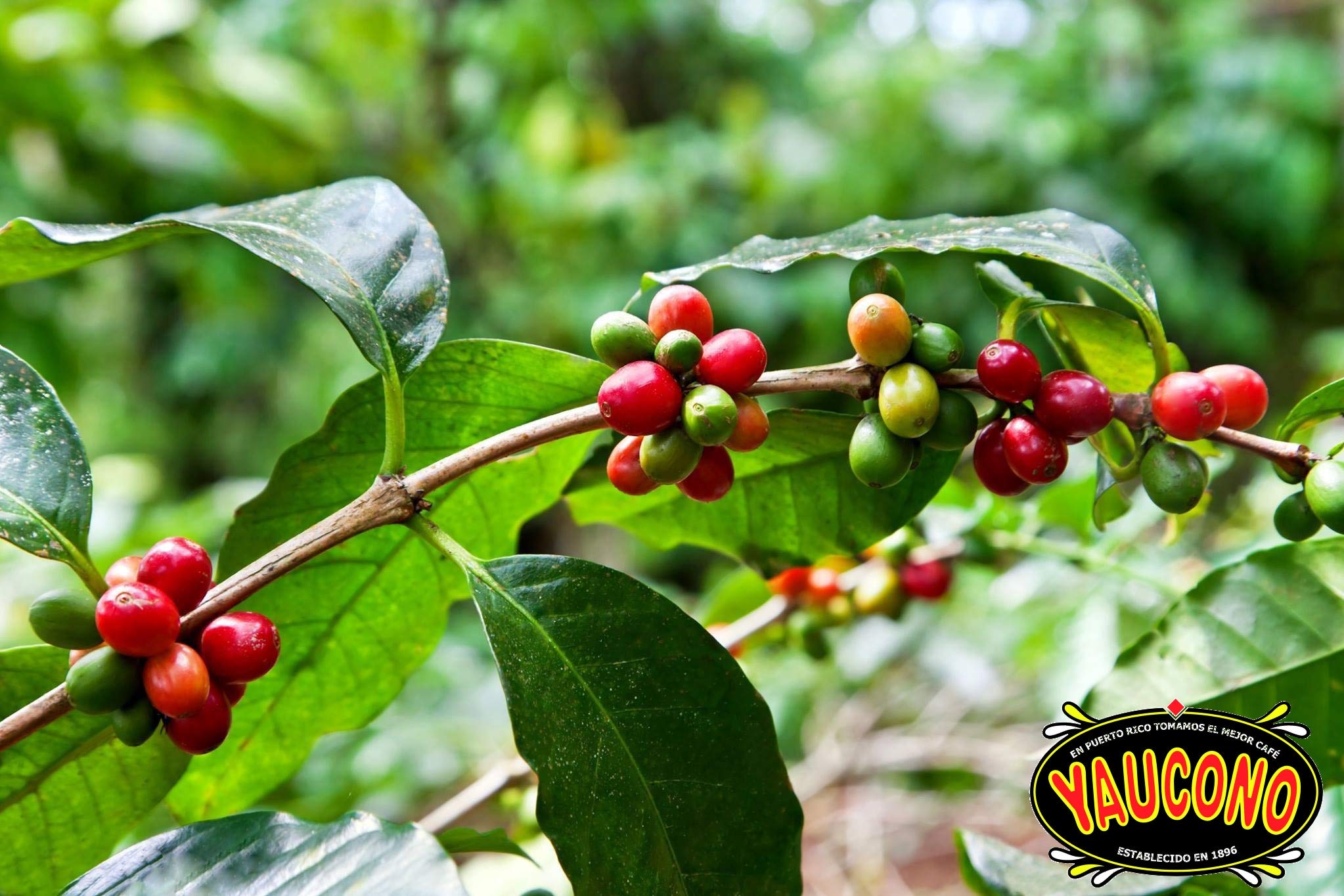 Yaucono Ground Coffee, Arabica, Medium Roast, Puerto Rico, 10 Ounce Can (Pack of 1)