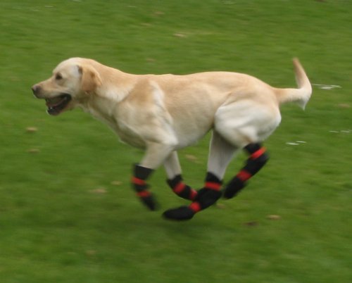 Pro-Active Paws Fully Waterproof Dog Boots Guaranteed to Keep Paws, dressings, Casts, splints Dry