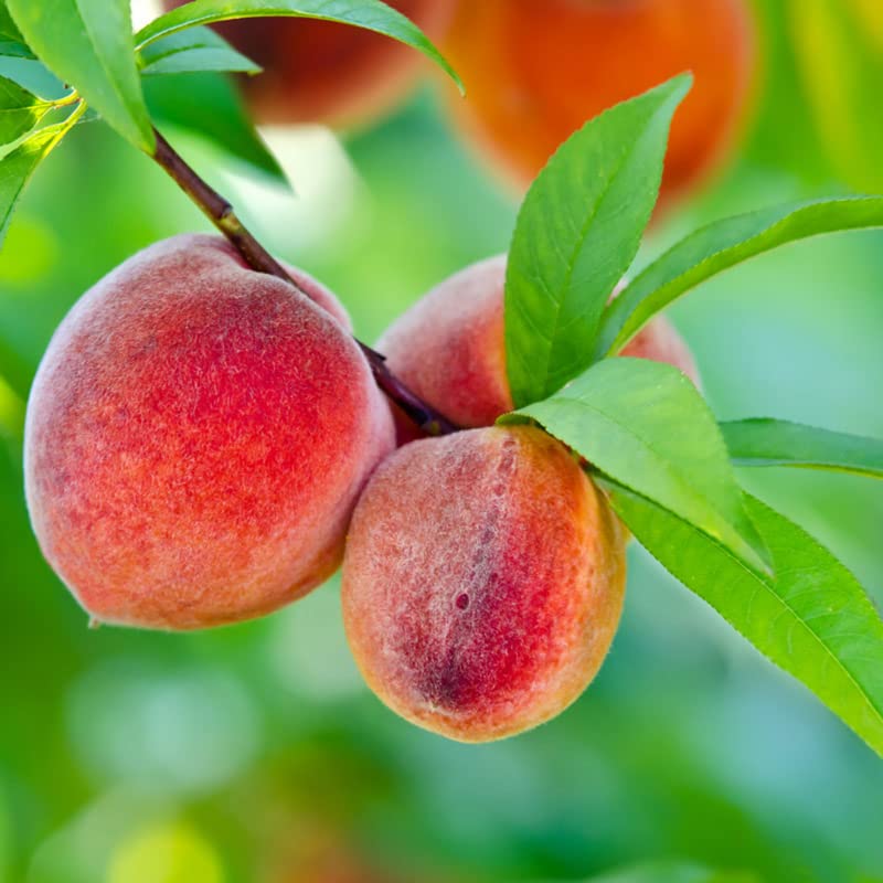 Peach Tree Live Plant, Old Fashioned Peaches Semi Dwarf Variety, 10" - 16"