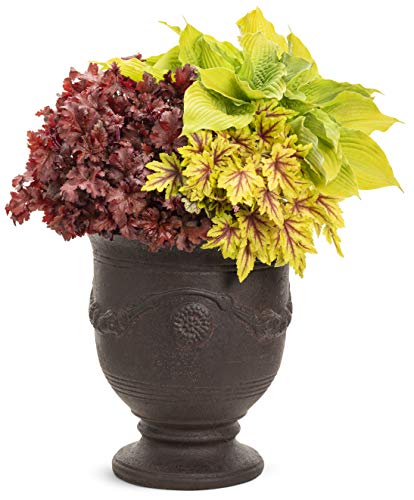 Proven Winners HEUPWP2146103 Cherry Truffles Live Plant, 0.65 Gallon