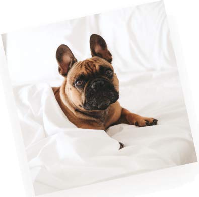 PeachSkinSheets Classic White Sheet Set - 1500tc Level of Softness - Extra Soft Cooling Sheets for Hot Sleepers and Night Sweats - Regular King Size
