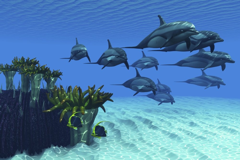 Posterazzi Two pennant fish scamper away as a pod of striped dolphins race Poster Print by a reef of anemones, (34 x 23)