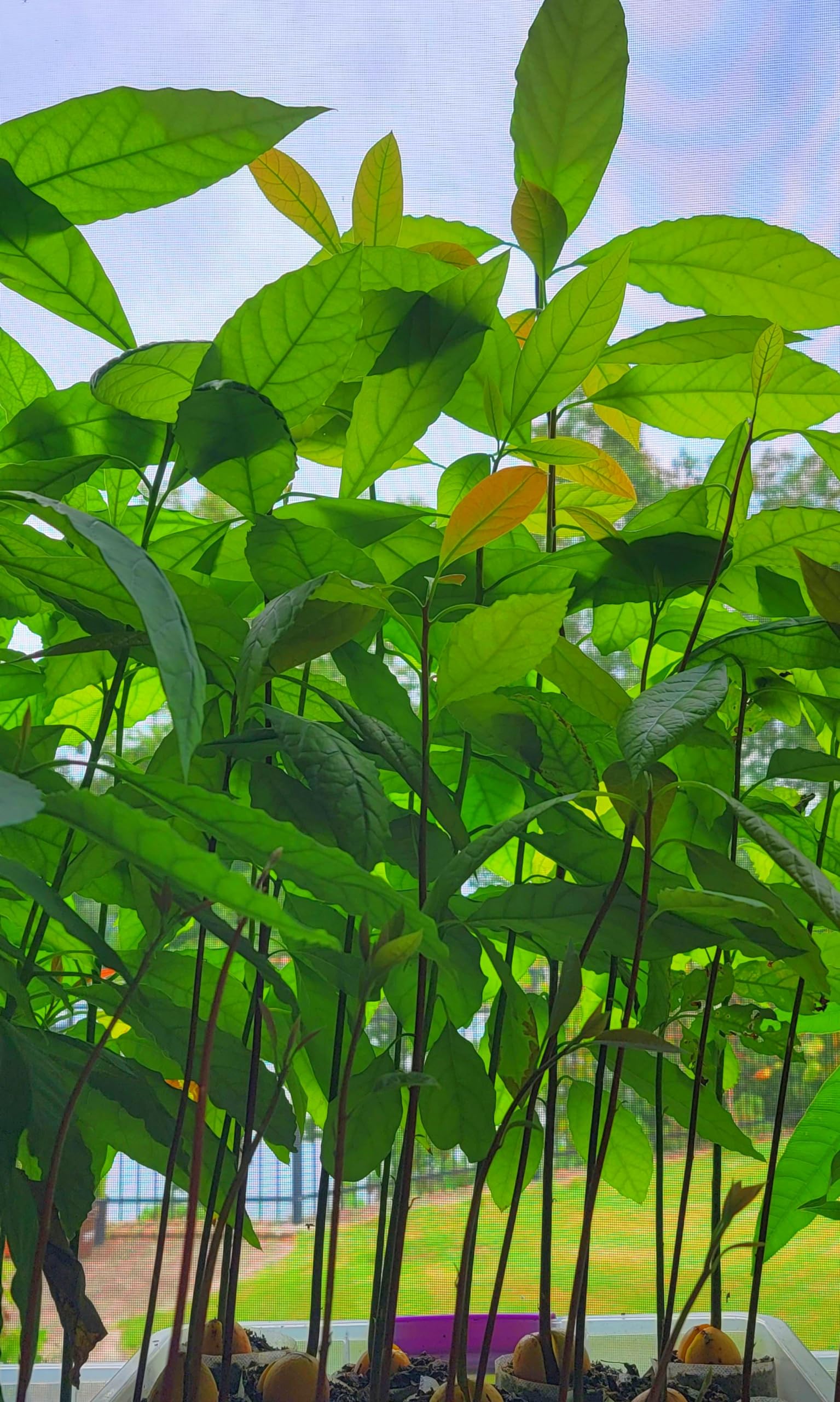 One Live Plant of HASS Avocado Tree - 1 to 2 Feet Tall - Grow Your Own Avocado - Grow Backyard Fruit Trees