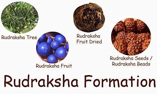 Petrichor Original Nepali 5 Mukhi Rudraksha Round Bead (Colour: Brown)