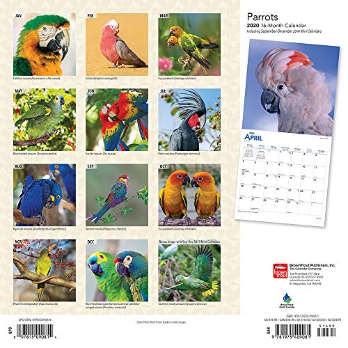 Parrots 2020 12 x 12 Inch Monthly Square Wall Calendar, Domestic Wildlife Animals Birds