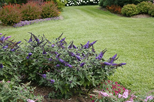 Pugster Blue Butterfly Bush (Buddleia) Live Shrub, Blue Flowers, 4.5 in. Quart