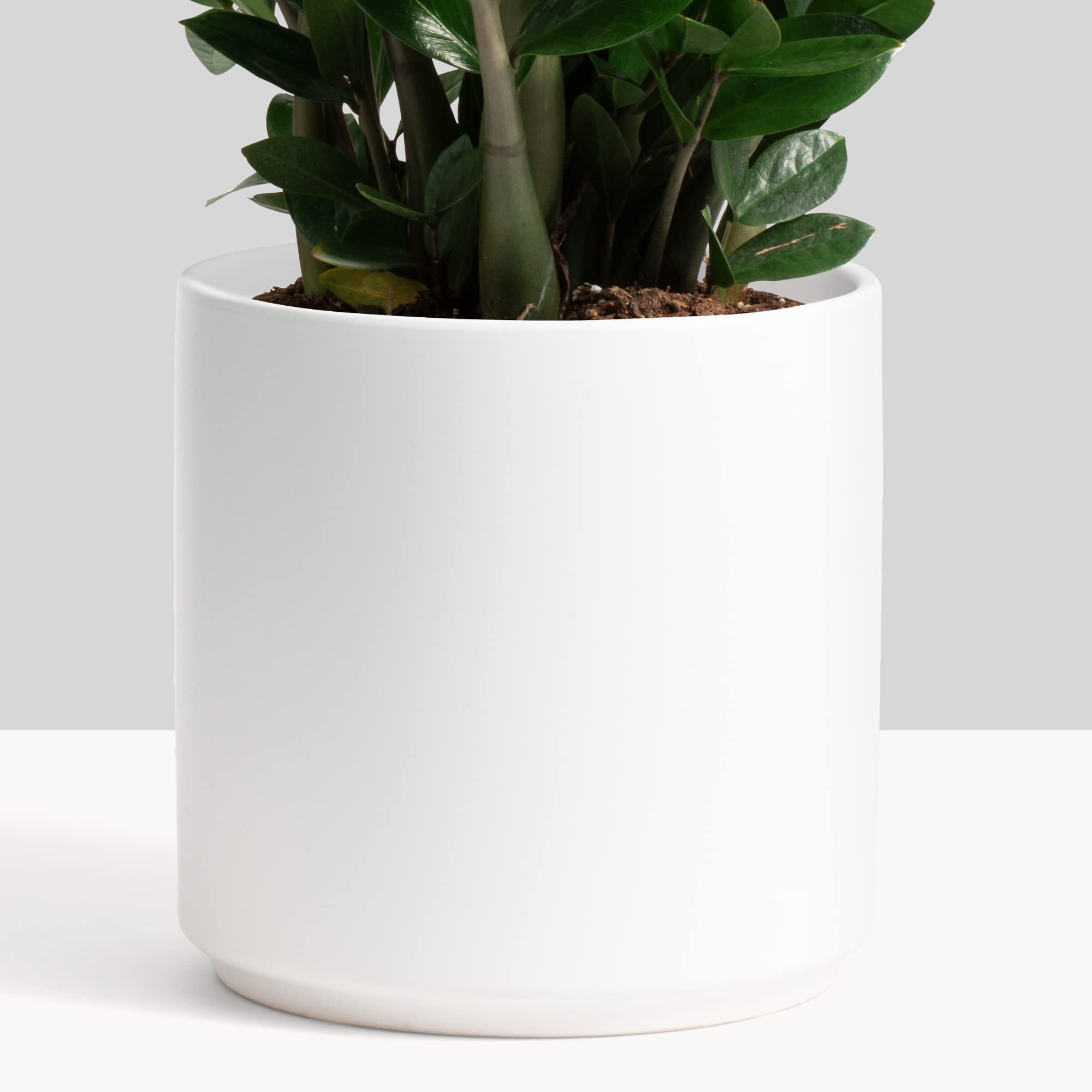 PEACH & PEBBLE 12 Inch White Ceramic Planter. Classic Cylinder Plant Pot for House Plants and Indoor Plants (Drainage + Stopper Included).