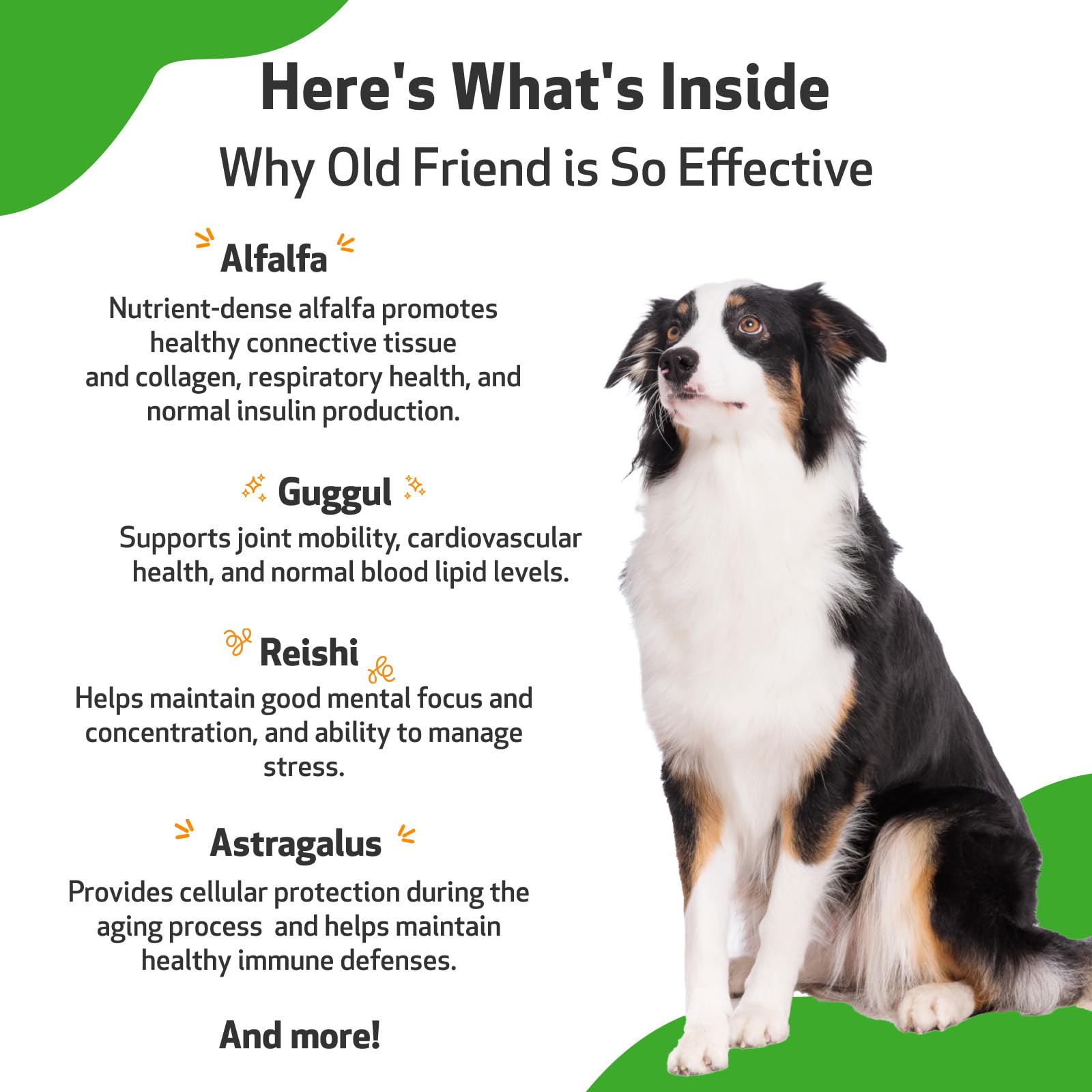 Pet Wellbeing Old Friend for Senior Dogs - Vet-Formulated - Aging Immune System & Joint Mobility Support in Older Canines - Natural Herbal Supplement 2 oz (59 ml)