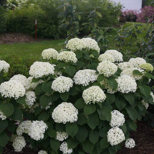 Premier Plant Solutions 21121 Proven Winners Hydrangea Arborescens Invincibelle, 3 Gallon, Invicibelle Limetta