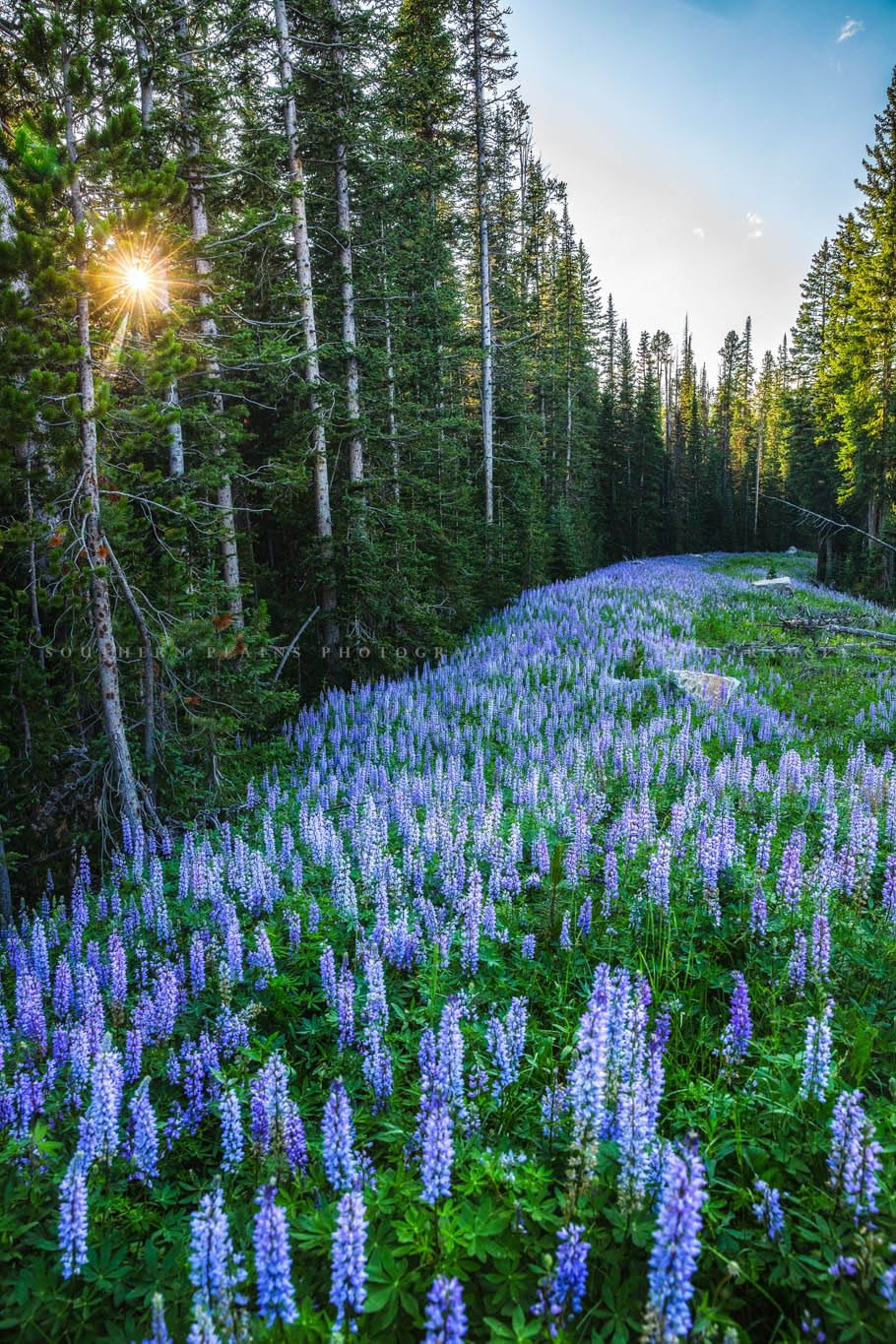 Rocky Mountain Photography Print (Not Framed) Vertical Picture of Purple Lupine in Pine Tree Forest in Montana Wildflower Wall Art Nature Decor (5" x 7")