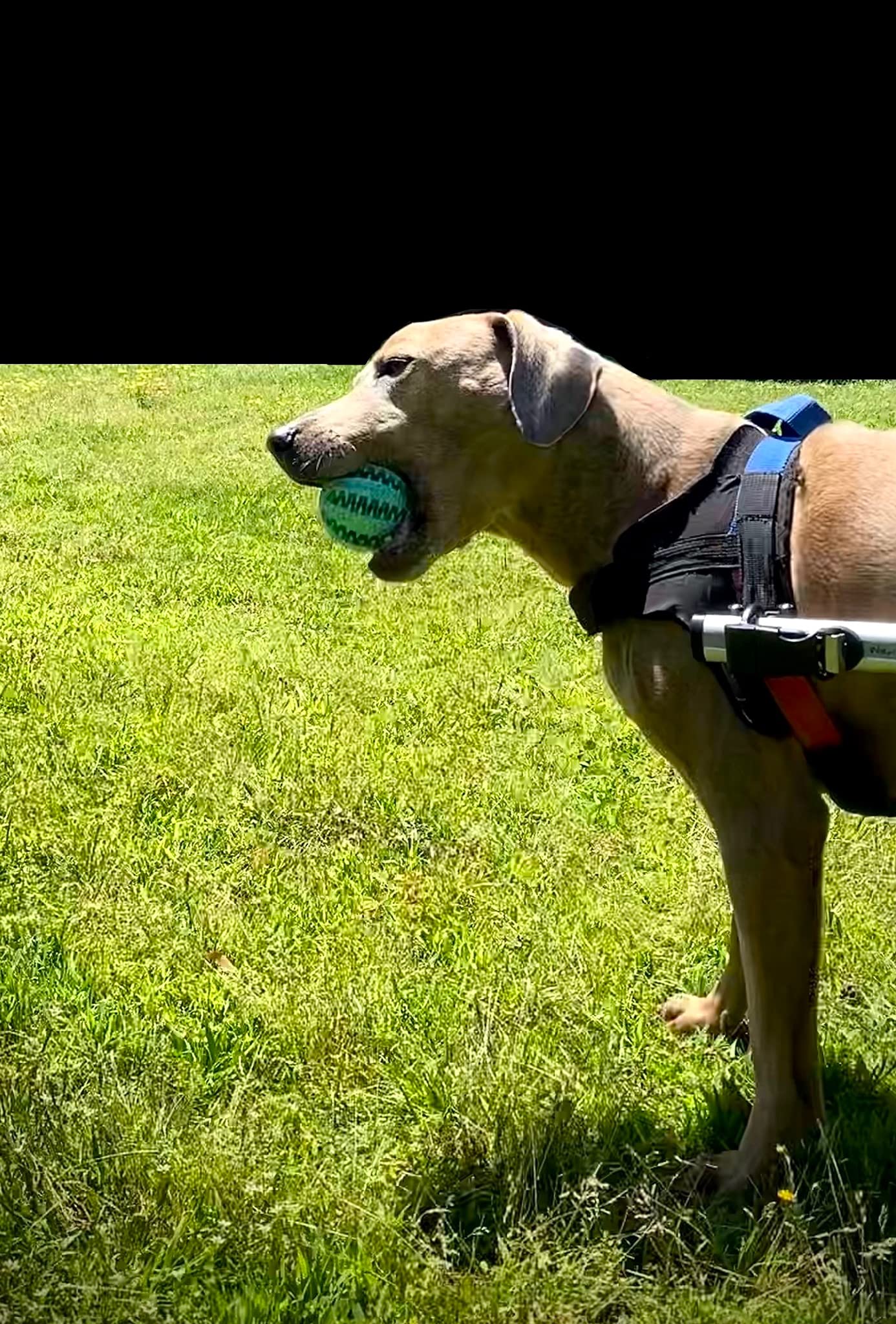 Southern Blue Dog Teething Chew Toy Puzzle Ball, Green, Turquoise, Large