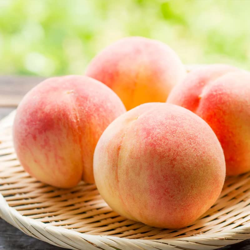 Peach Tree Live Plant, Old Fashioned Peaches Semi Dwarf Variety, 10" - 16"
