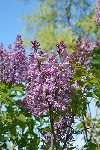 Proven Winners SYRPRC1157800 Scentara Double Blue Live Shrub 4.5" Quart Purple