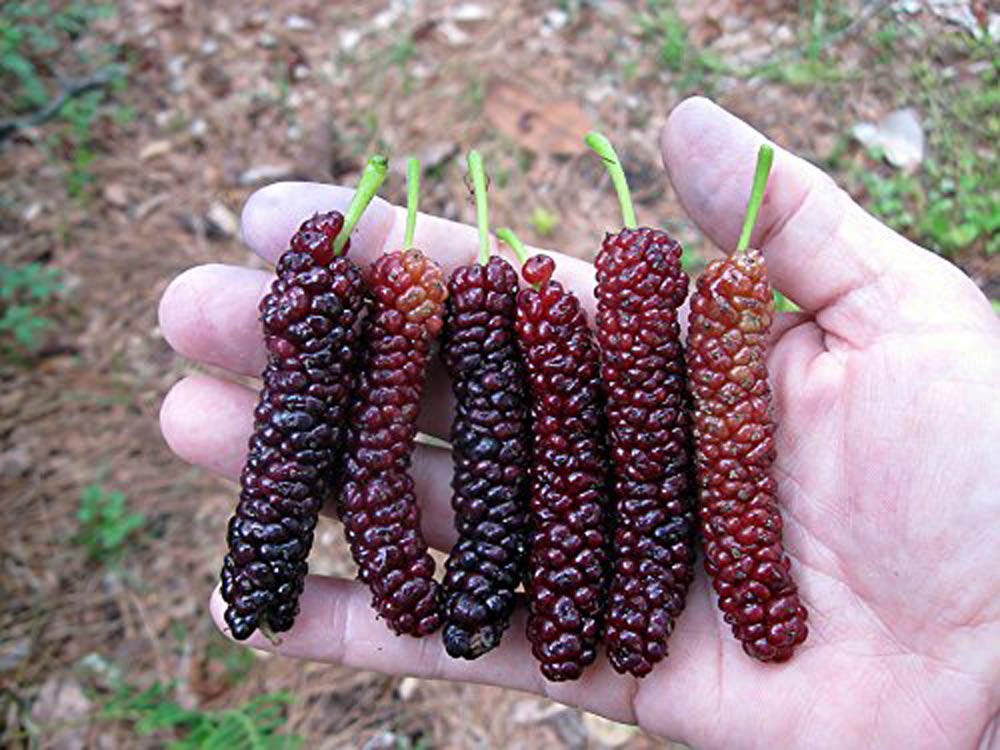 Pakistan Long Mulberry Tree - Morus Macroura Long Mulberry - Live Plant Not Dwarf