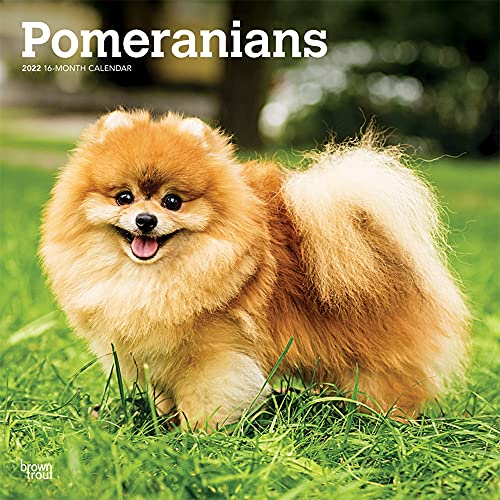 Pomeranians 2022 12 x 12 Inch Monthly Square Wall Calendar, Animals Small Dog Breeds DogDays