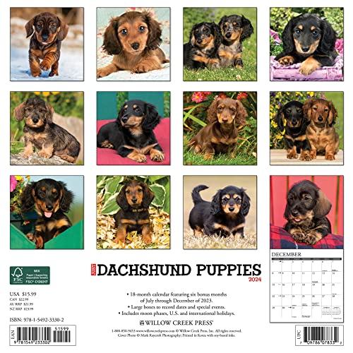 Willow Creek Press Dachshund Puppies Monthly 2024 Wall Calendar (12" x 12")