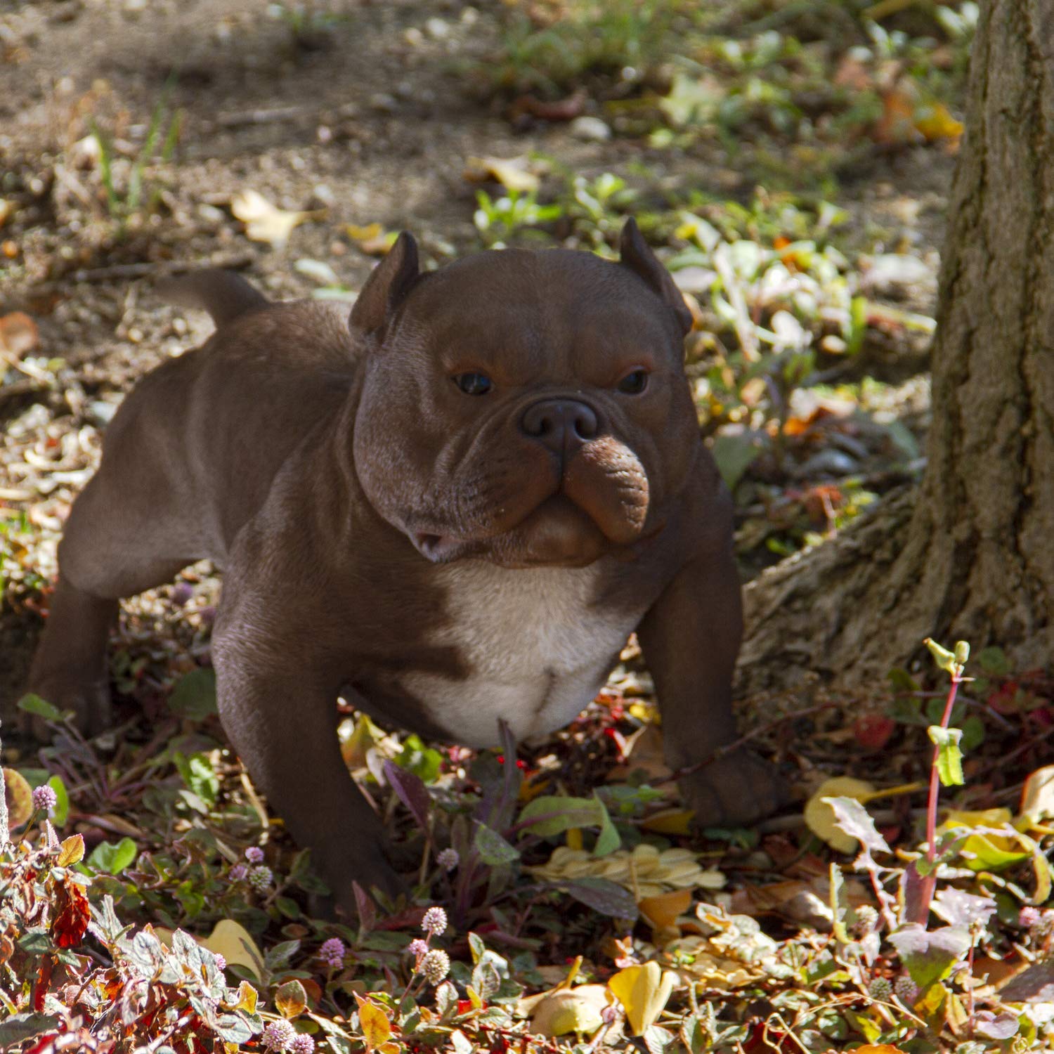 Pacific Giftware Animal World Realistic American Bully Dog Home Decor Resin Figurine