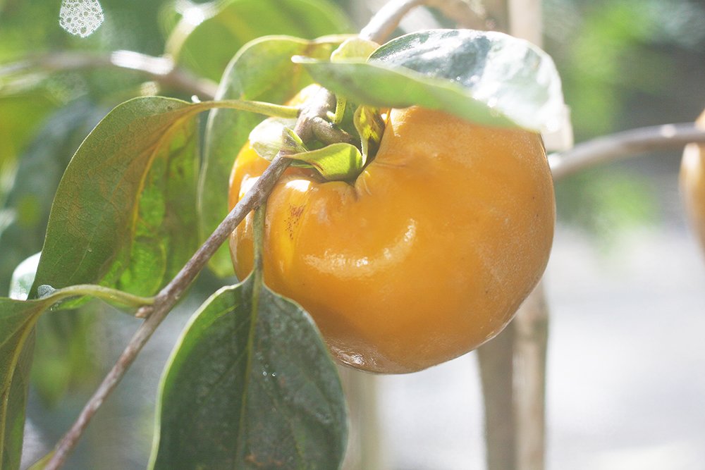 PERFECT PLANTS Fuyu Asian Persimmon Tree Live Plant, Produces Fruit, 4-5 ft, Green