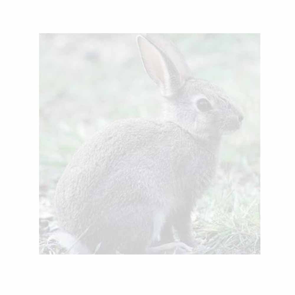 Rabbit Sticky Notes - Set of 3 - Wildlife Animal Theme Design - Stationery Gift - Paper Memo Pad - Office and School Supplies