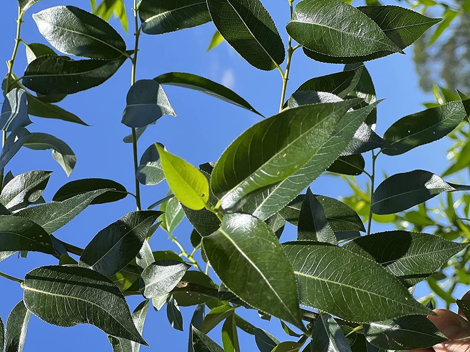 Peach Leaf Willow Tree Cuttings - Grow Rare Bay jocdw (4 Cuttings Tree)