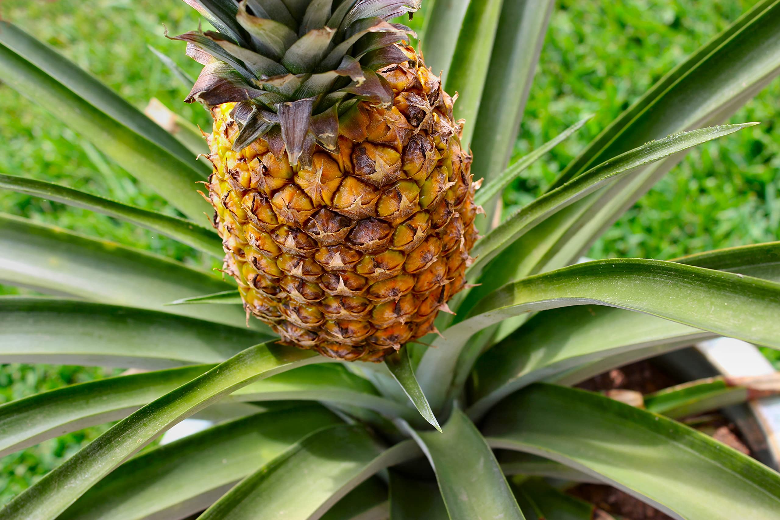 Pineapple Plant - Live Plant in a 4 Inch Grower's Pot - Ananas Comosus - Starter Fruit Trees Ready for The Patio and Garden
