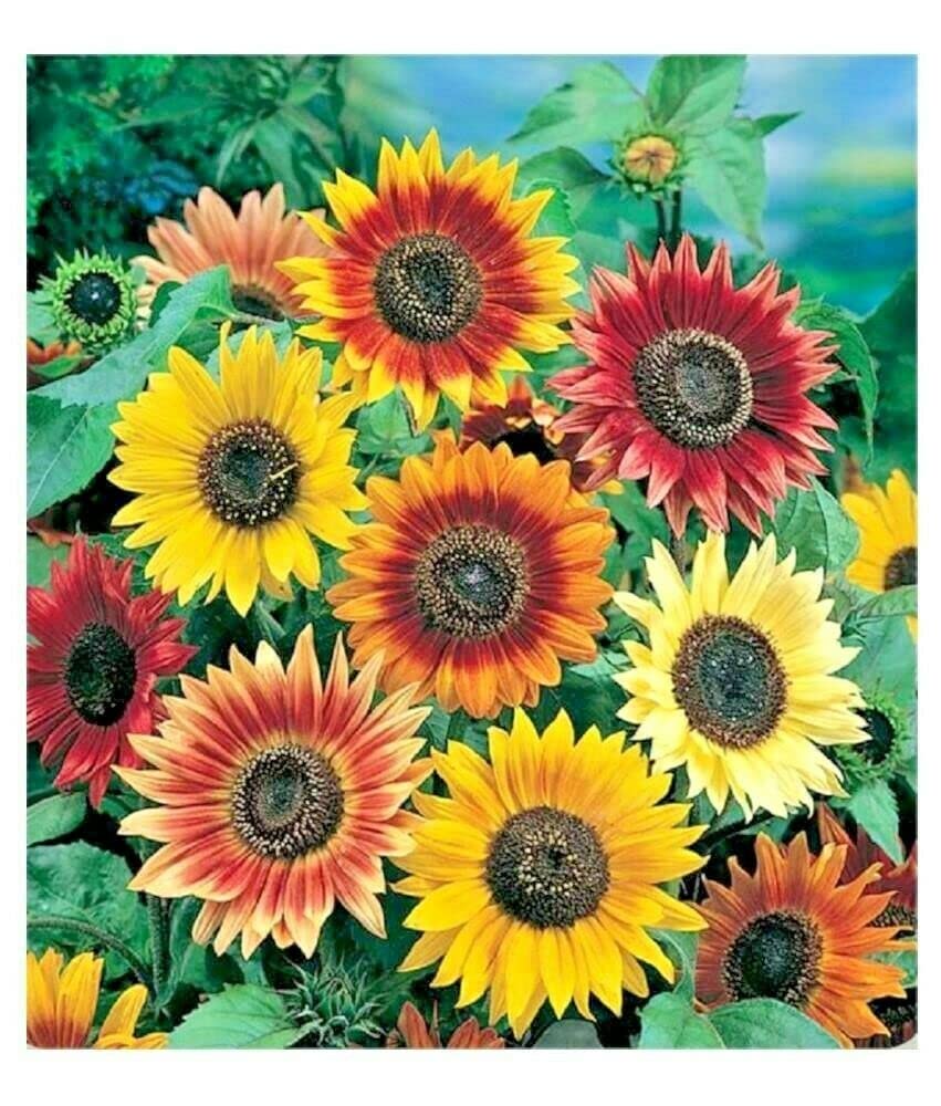 Sunflower Autumn Beauty Mix Seeds Rare Giant Tall Pollinators Bees Garden cpictta (400+ Seeds)