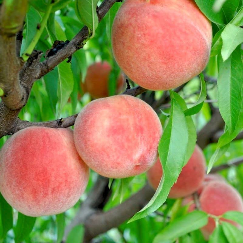 Peach Tree Live Plant, Old Fashioned Peaches Semi Dwarf Variety, 10" - 16"