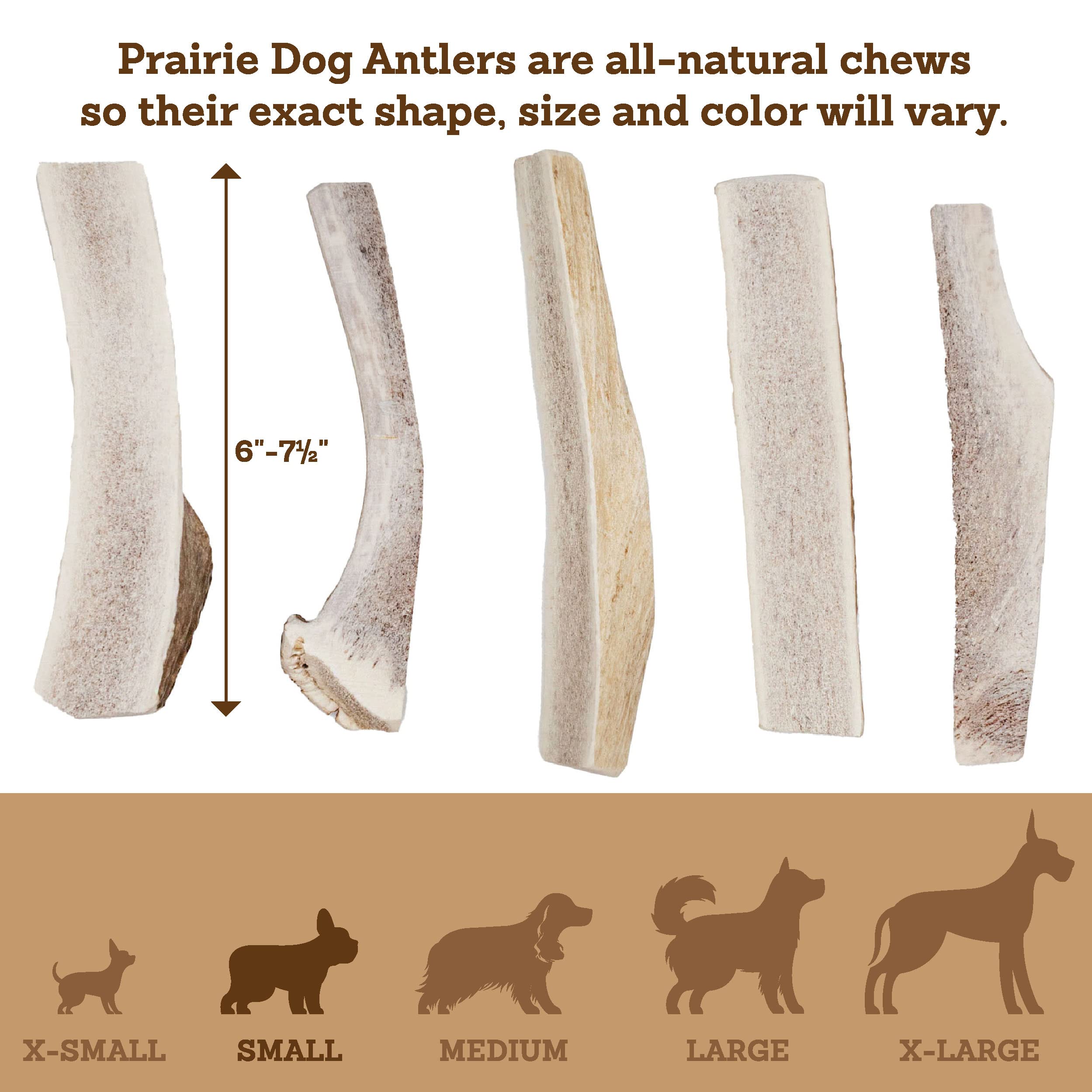 Prairie Dog | Elk Antler Chew | Naturally Shed - Hand Harvested in North America | Large