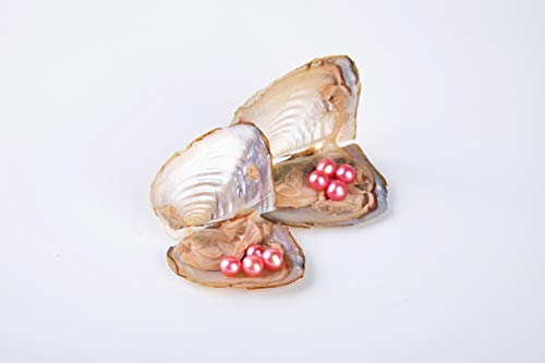 SEASAN Quadruplet Oyster Pearls Freshwater Cultured Oysters with 4 Pearls Inside 10 PC (7-8mm)