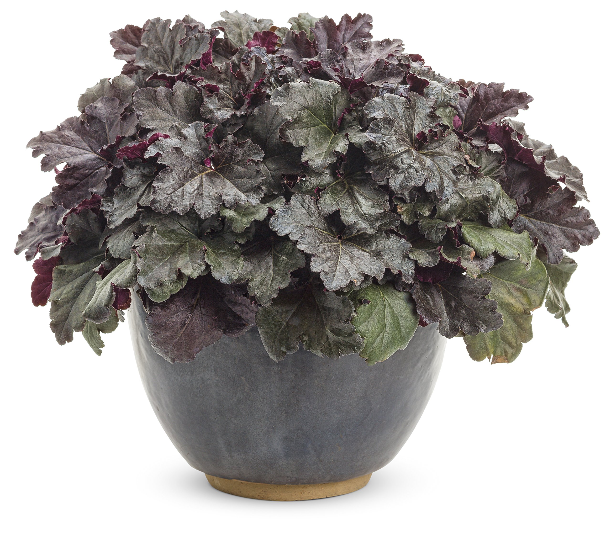 Proven Winners HEUPWP2547103 Mahogany Monster Live Plant, 0.65 Gallon