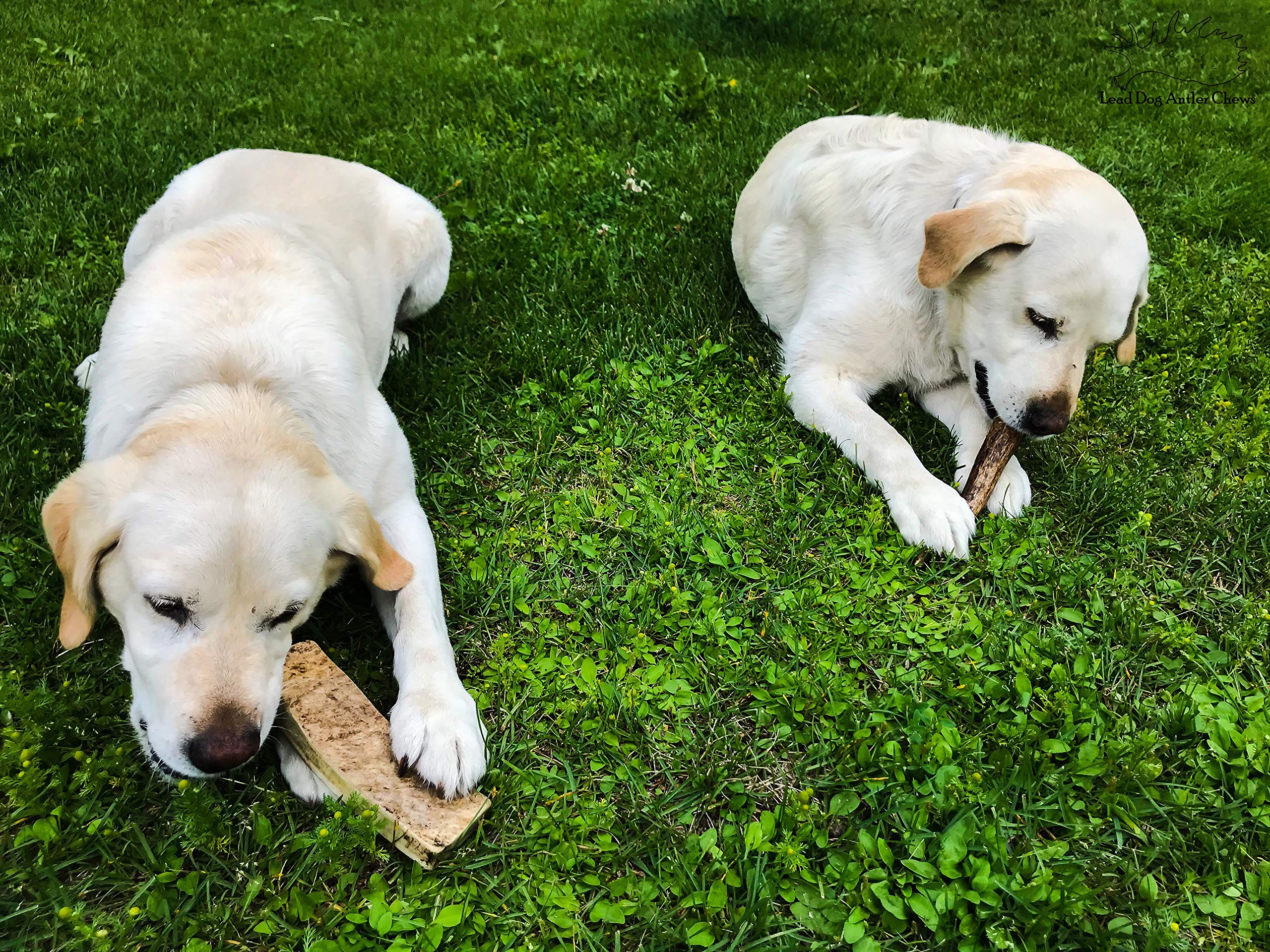 TBA Premium Alaska Moose Antler Dog Chew | 100% Wild Naturally Shed | Grade A | Over Half Pound | for Medium & Large Dogs | Lead Dog Antler Chews | Made in USA
