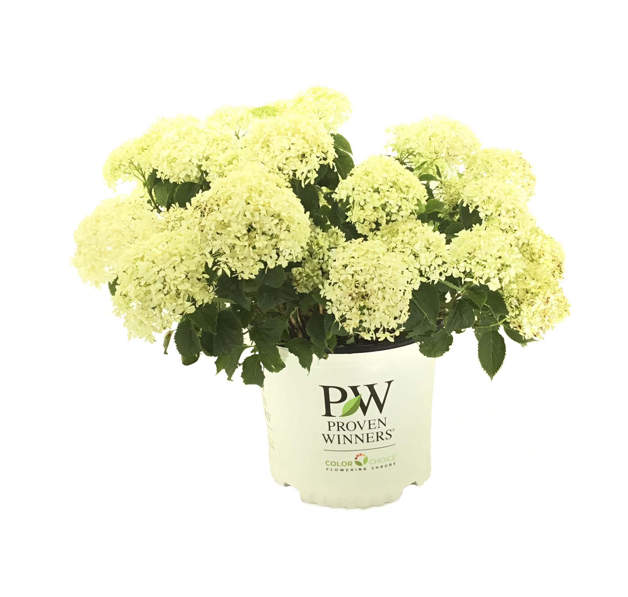 Premier Plant Solutions 21121 Proven Winners Hydrangea Arborescens Invincibelle, 3 Gallon, Invicibelle Limetta