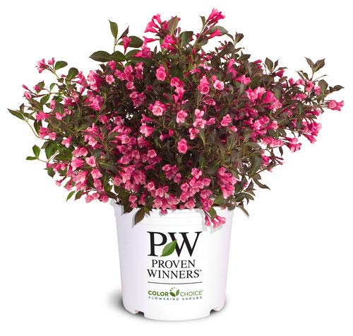 Premier Plant Solutions 10815 Proven Winners Weigela Wine & Roses, 3 Gallon