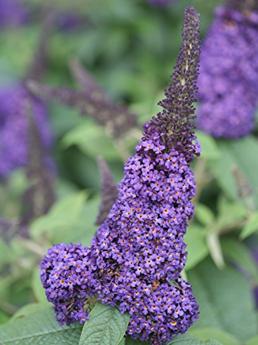 Pugster Blue Butterfly Bush (Buddleia) Live Shrub, Blue Flowers, 4.5 in. Quart