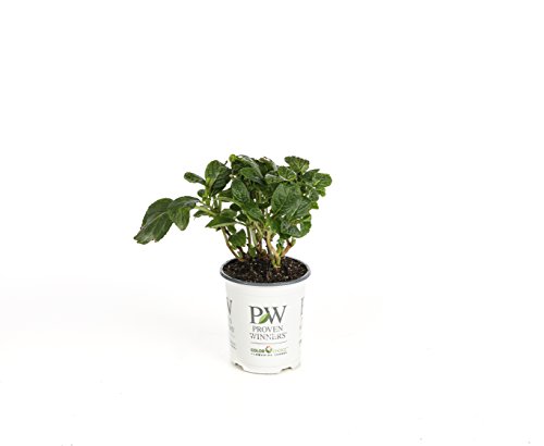 Proven Winners HYDPRC4007800 Wee Bit Giddy Bigleaf Hydrangea Live Plant, 4.5 in. Qt, Pink Flowers