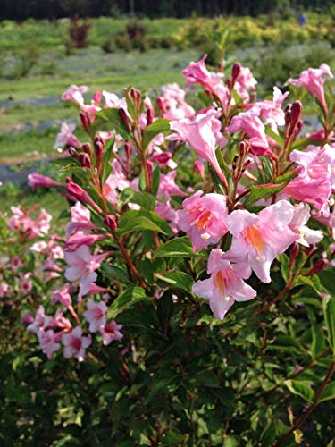 Proven Winners WEIPRC1106101 Sonic Bloom Pure Pink Live Shrub 1 Gallon