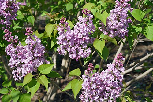 Proven Winners SYRPRC1157800 Scentara Double Blue Live Shrub 4.5" Quart Purple