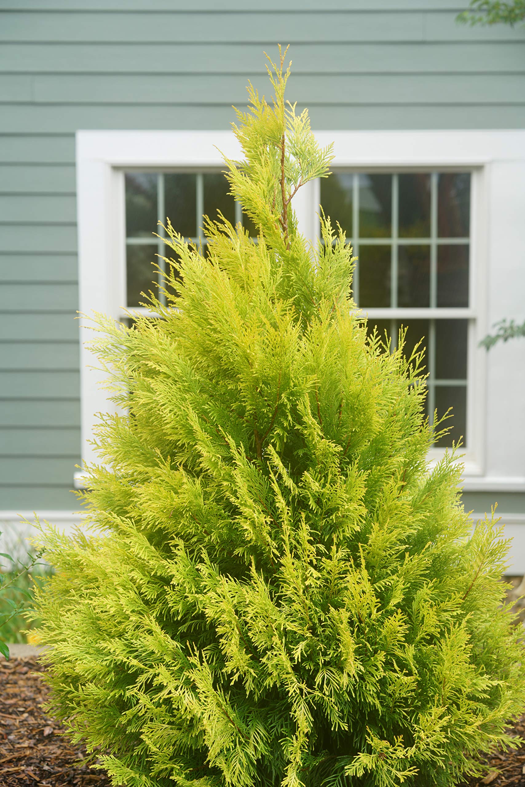 Proven Winners 1 Gallon Fluffy Western Arborvitae (Thuja) Live Evergreen Shrub