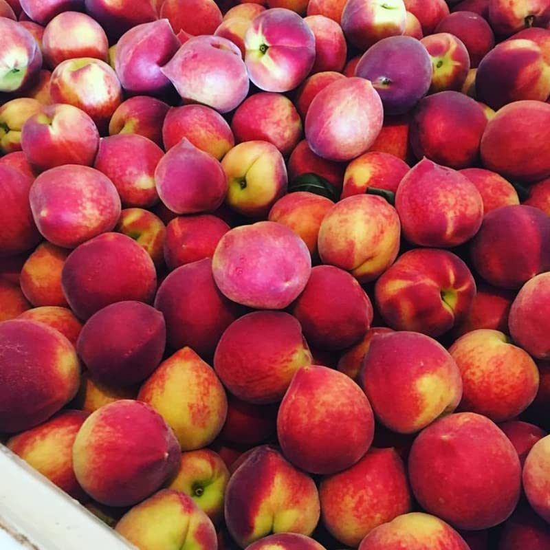 Peach Tree Live Plant, Old Fashioned Peaches Semi Dwarf Variety, 10" - 16"
