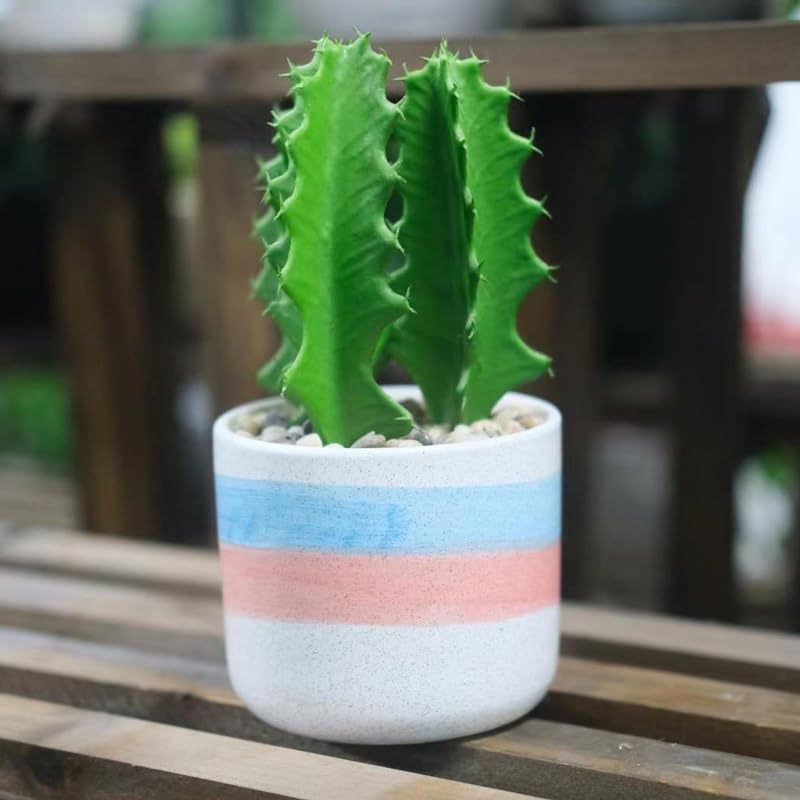RENSLAT Family Dining Table Office Simulation Cactus Tropical Desert Green Plant Family Dining Table Bathroom Office
